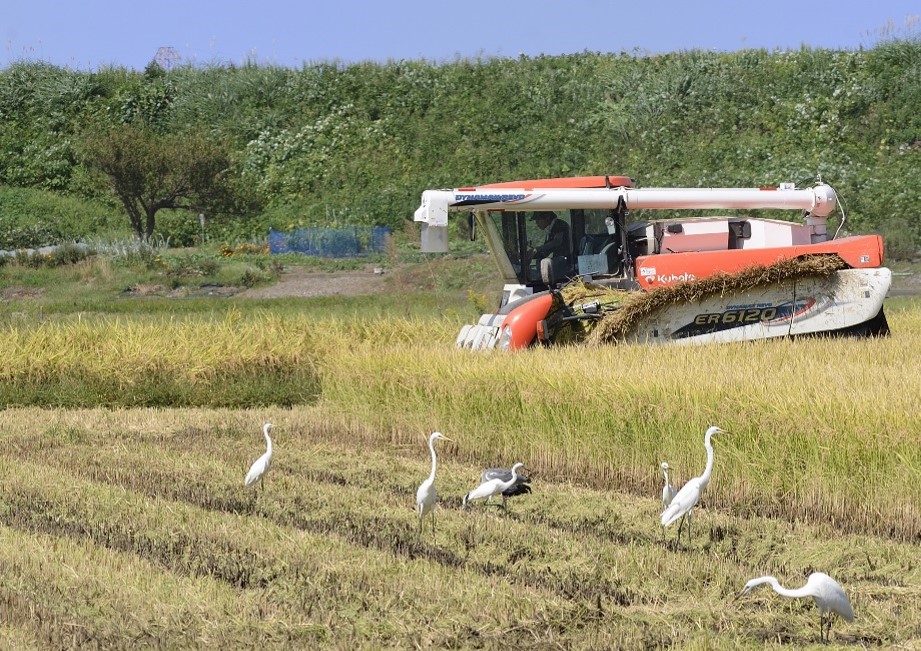 新嘗祭に見る日本の稲作文化と信仰心と、勤労感謝の日 | 農家のお米がおいしい秘密と理由